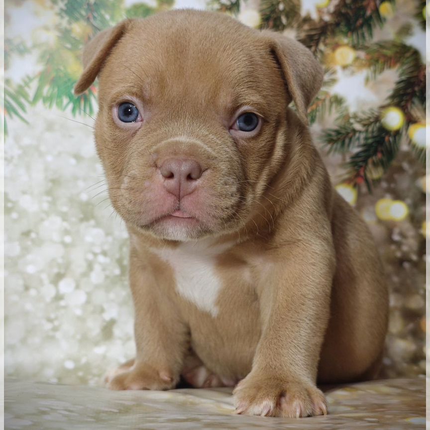 Американский булли, щенок