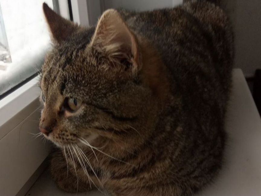 Кошки