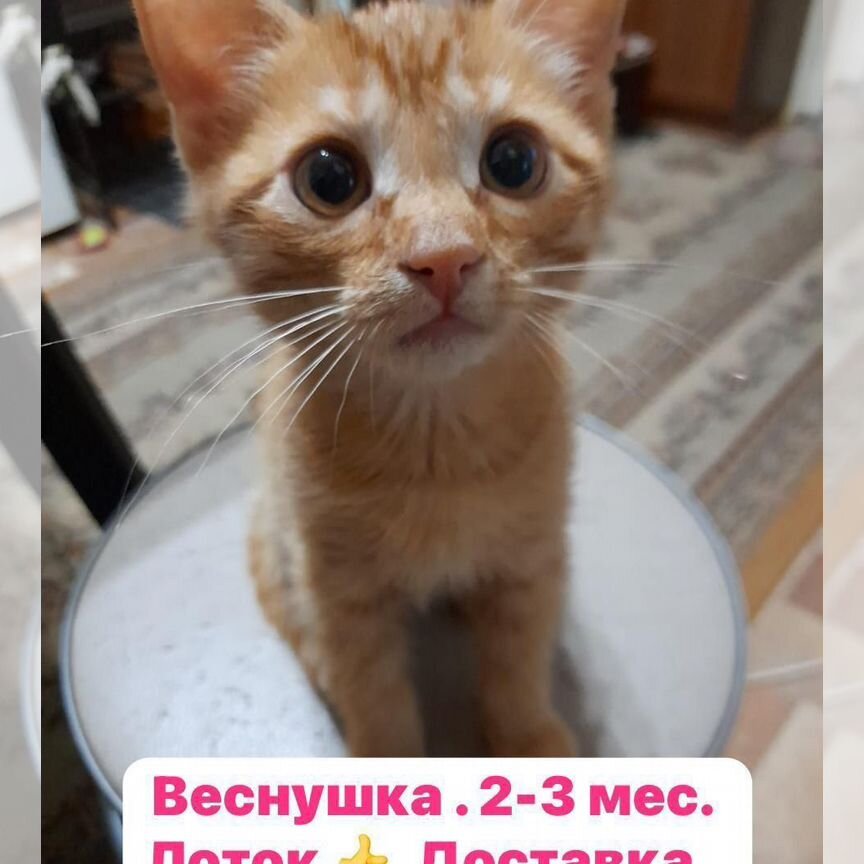 Кошечка в добрые руки
