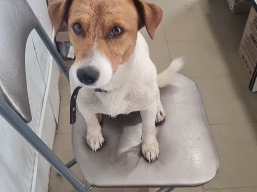 Найден Джек рассел