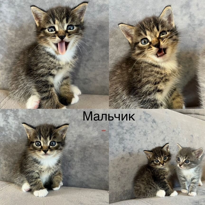 Котята в добрые руки