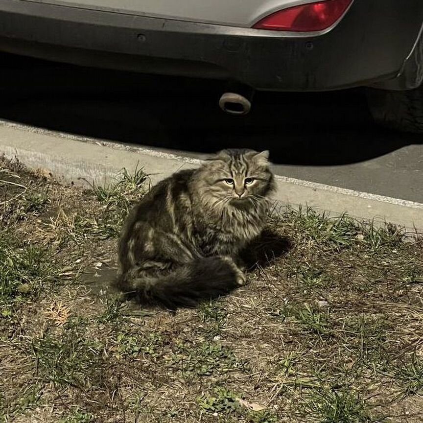 Кот на улице