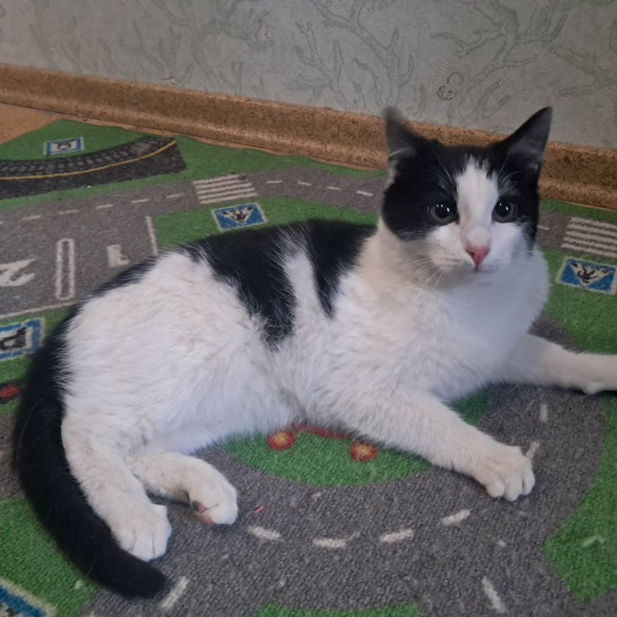 Красивый подросток Барсик 7 месяцев ждёт Вас