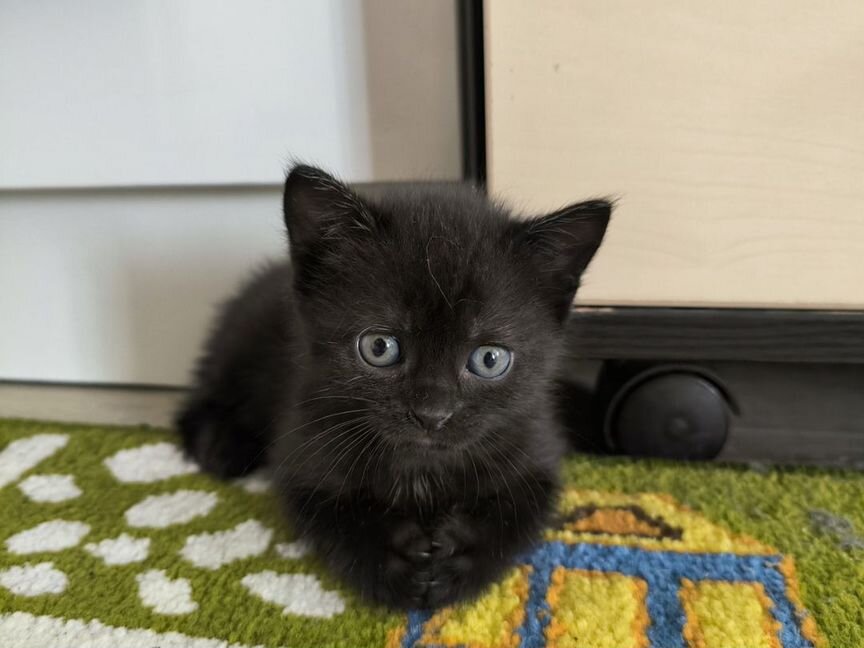 Милая кошечка