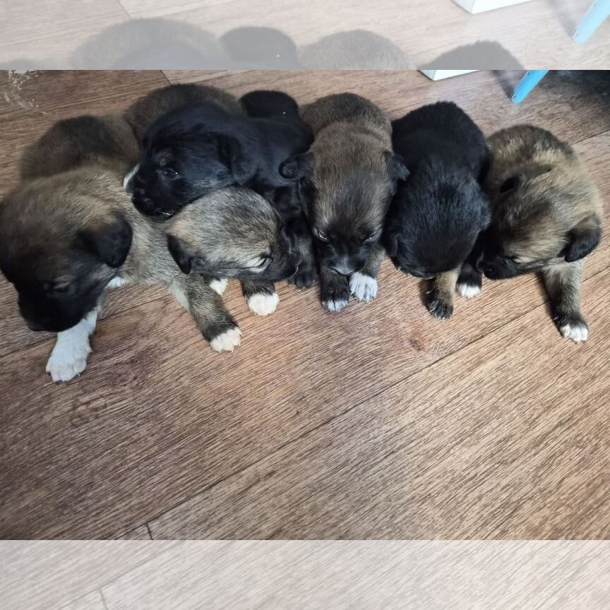 Щенок от частного владельца