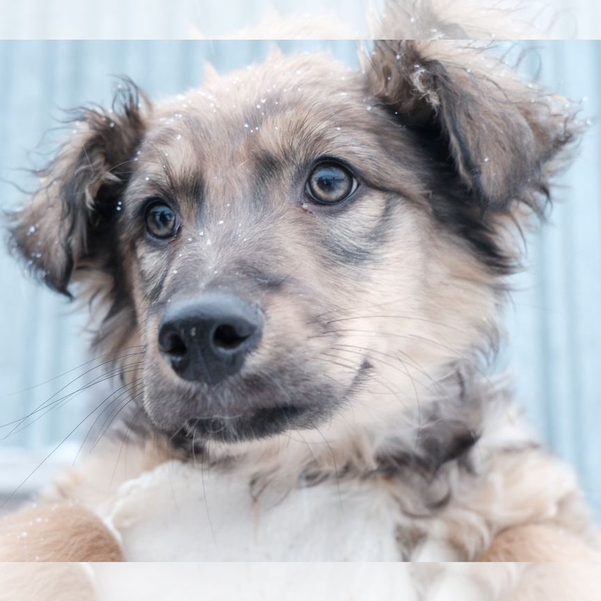 Щеночки ищут дом