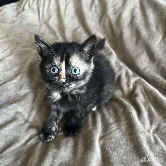Котята шотландцы за символическую плату