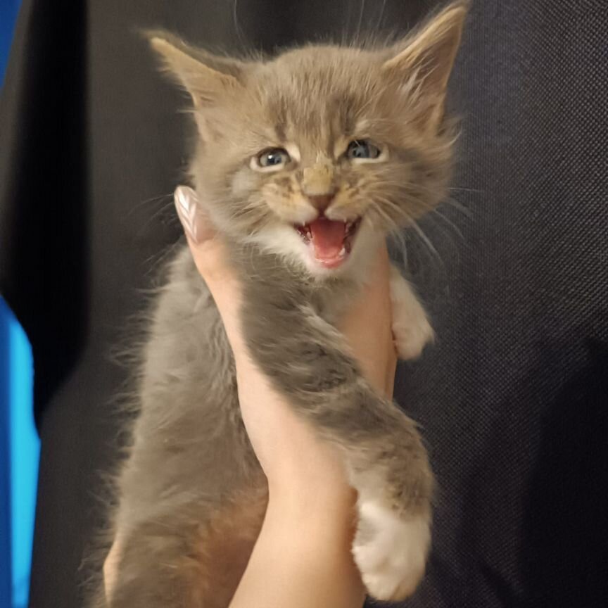 Котята мейн-кун