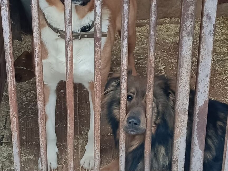 Собачки грустят в приюте