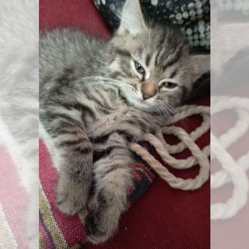 Кошки
