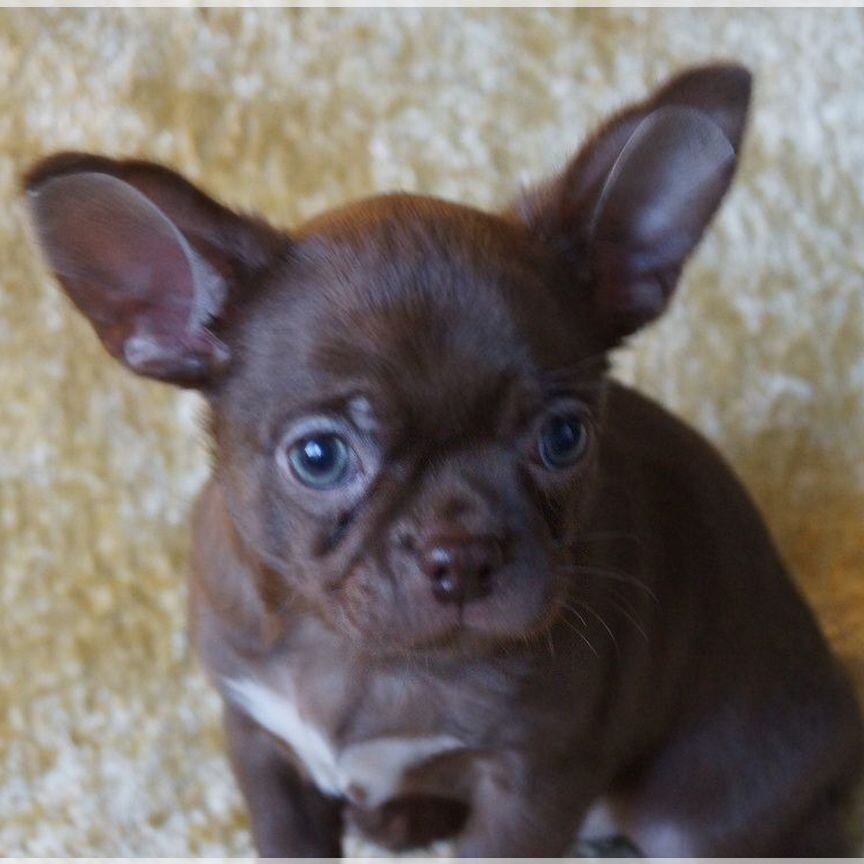 Чихуахуа, щенок