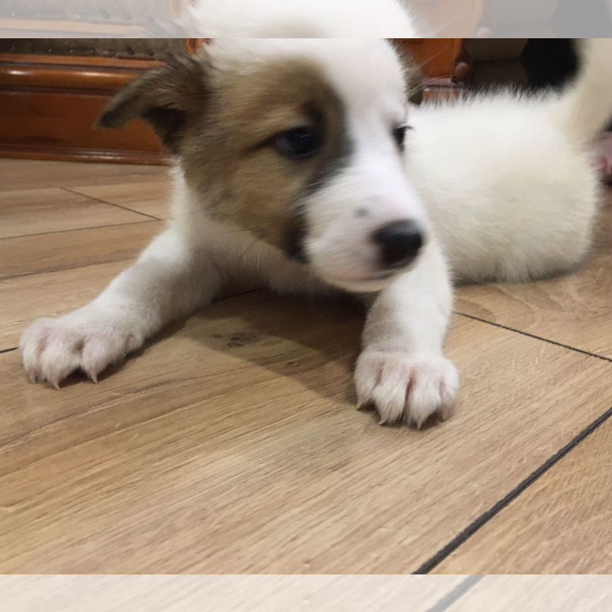 Щенки в дар