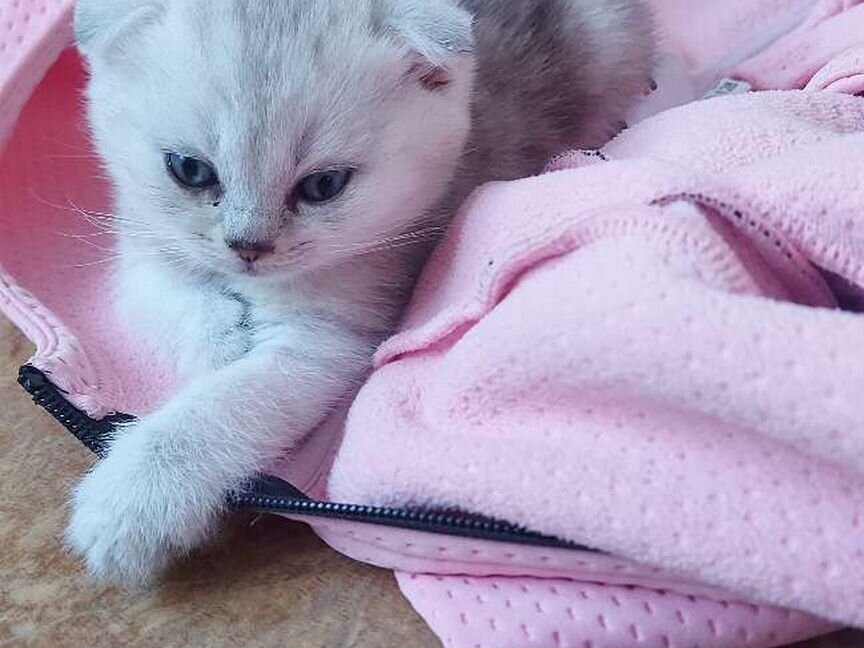 Шотландская шиншилла