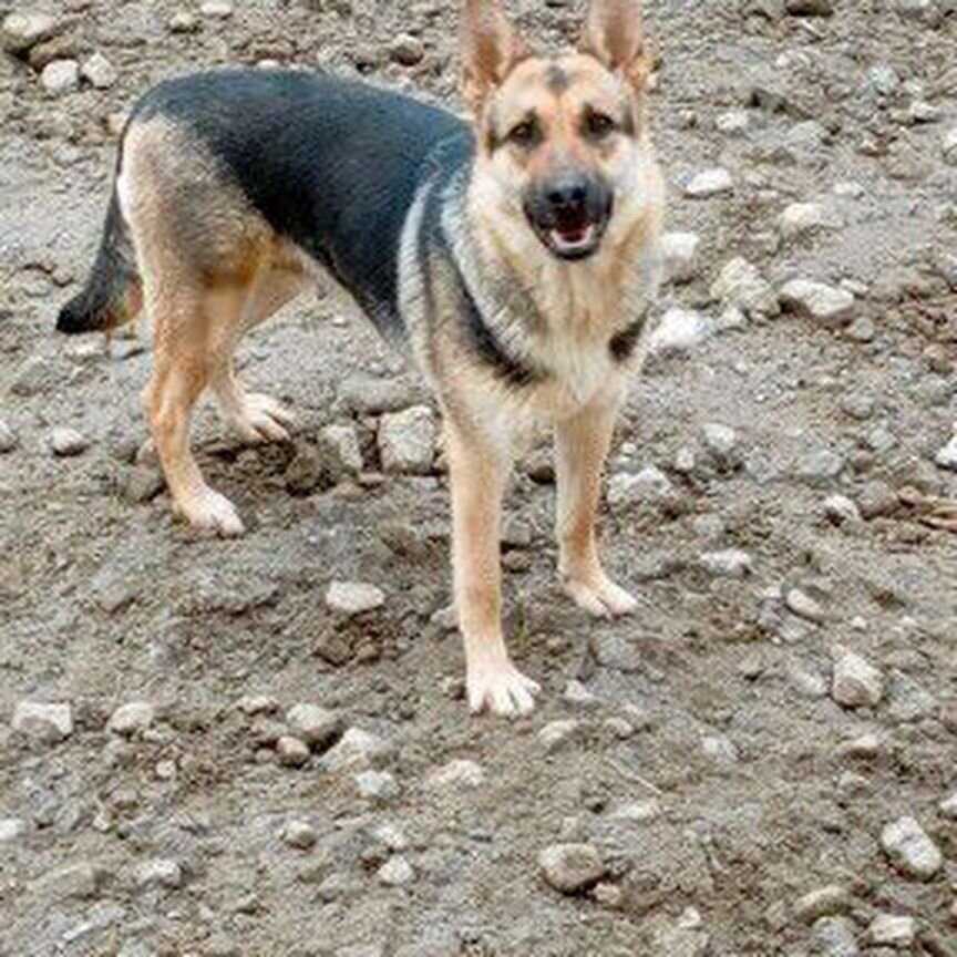 Немецкая овчарка в добрые руки