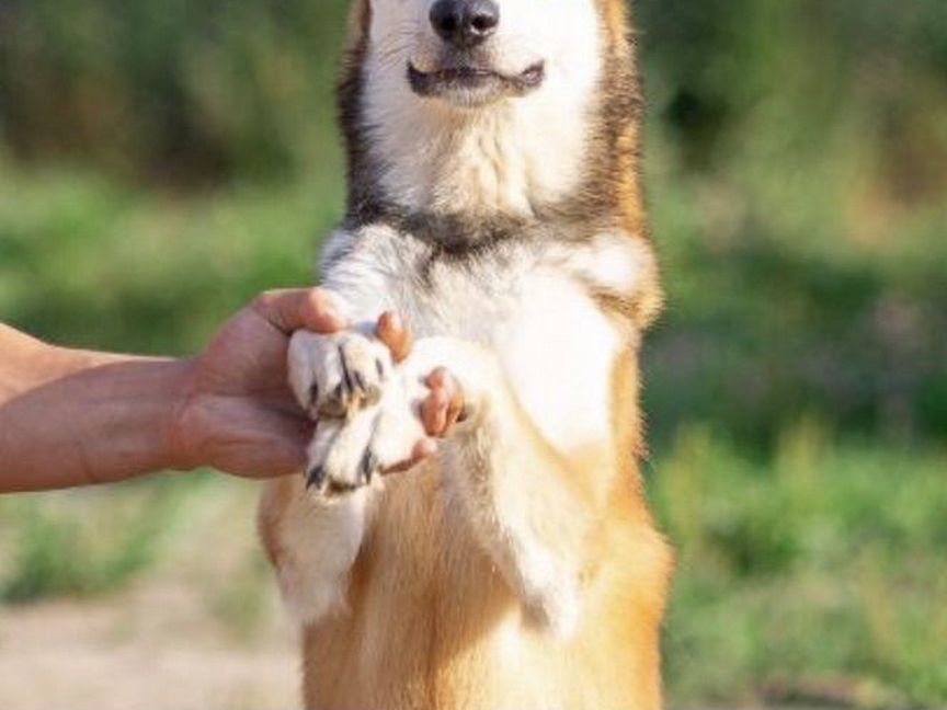 Щенки в добрые руки