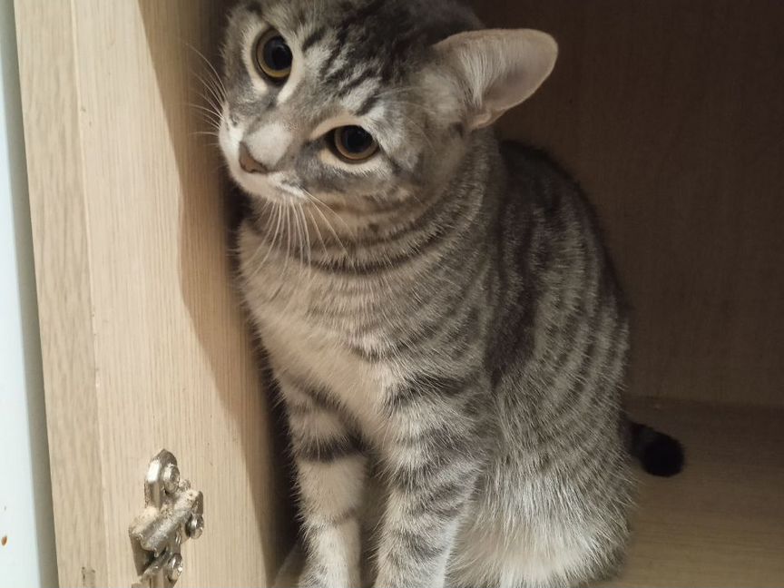 Кошки в добрые руки бесплатно