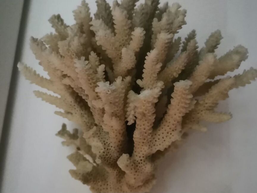 Морские кораллы