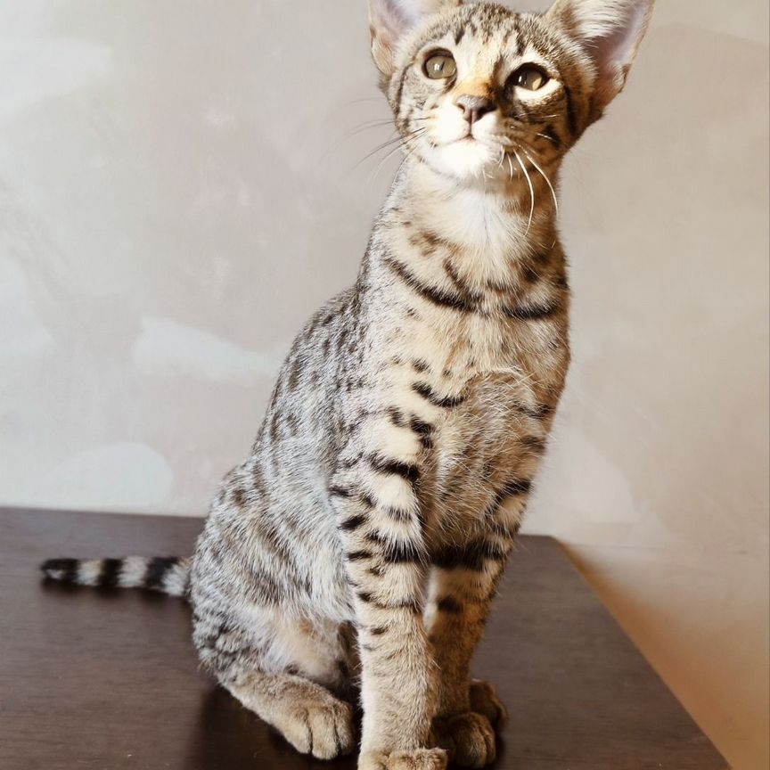 Саванна кошка Ф2
