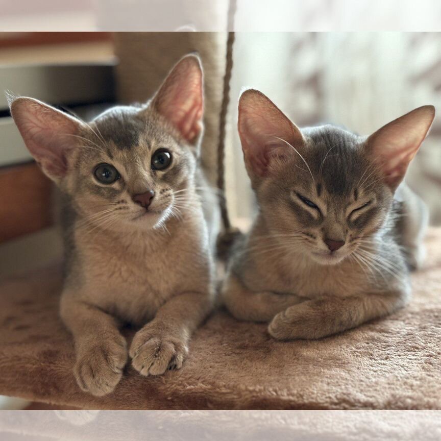 Абиссинские котята