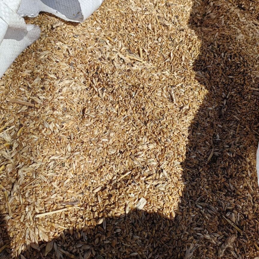 Пшеница отходы