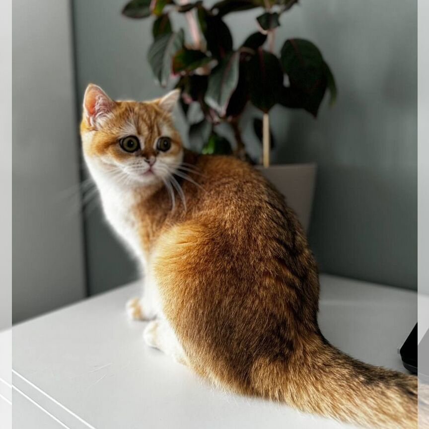 Кошка в окрасе золотая шиншила