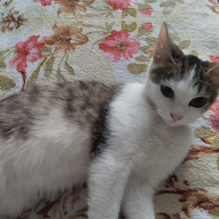 Котенок девочка