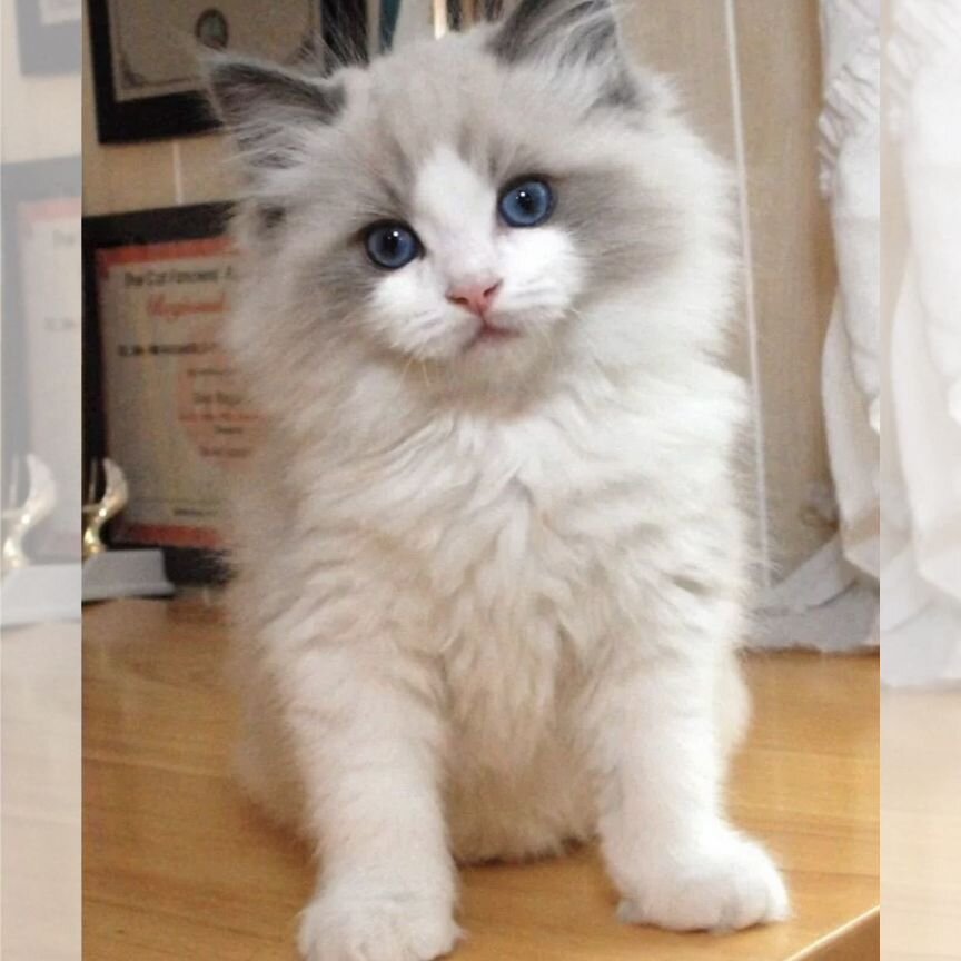 Рэгдолл котёнок