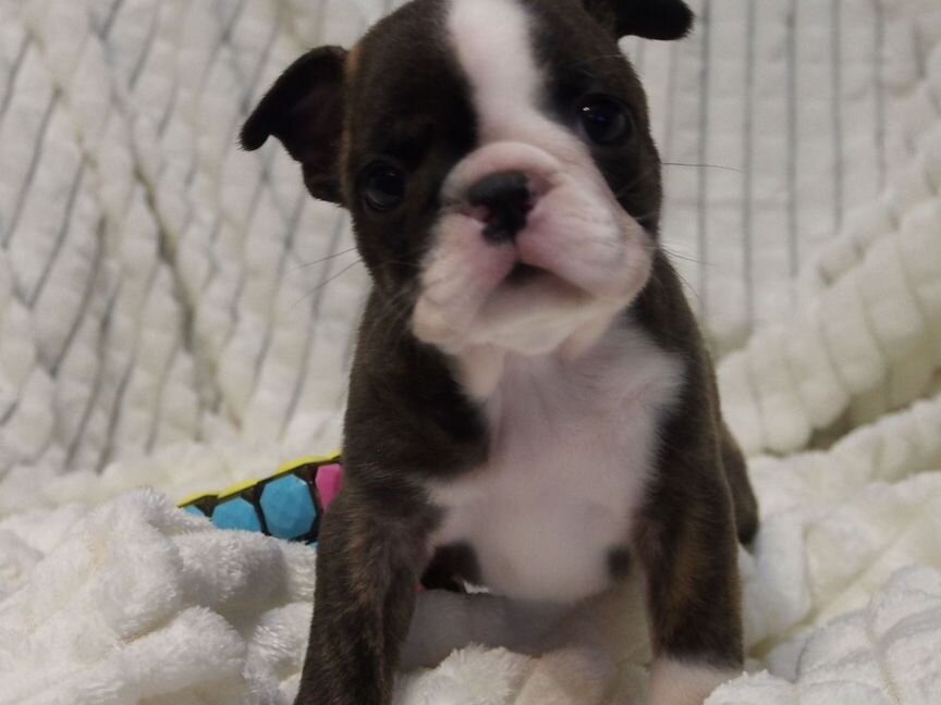 Бостон терьер, мальчик и девочка 2 мес. РКФ