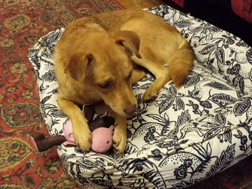 Собака в добрые руки