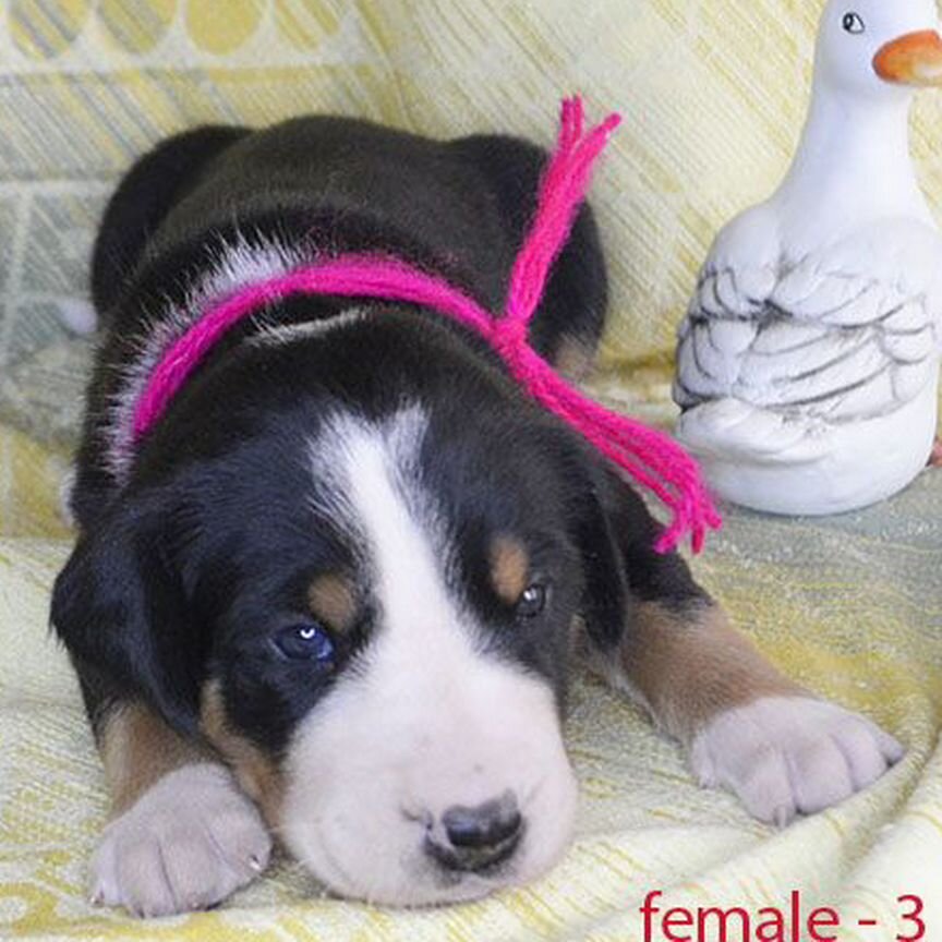 Большой швейцарский зенненхунд, кобели и суки