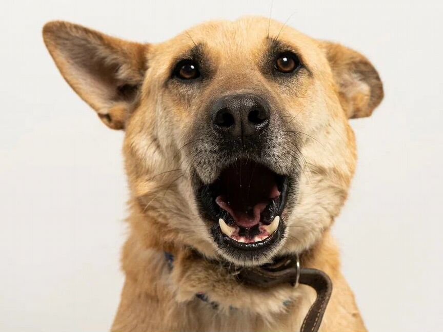 Собака в добрые руки