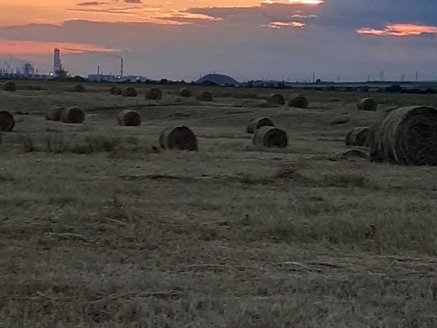Сено луговое в тюках