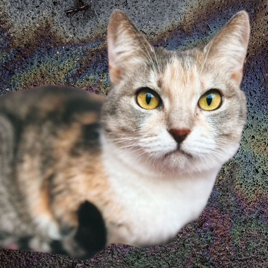 Кошка в добрые руки