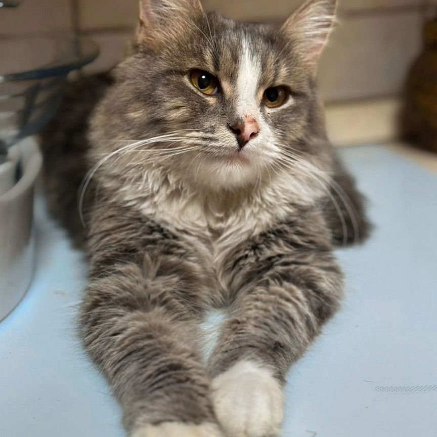 Котенок мальчик в добрые руки