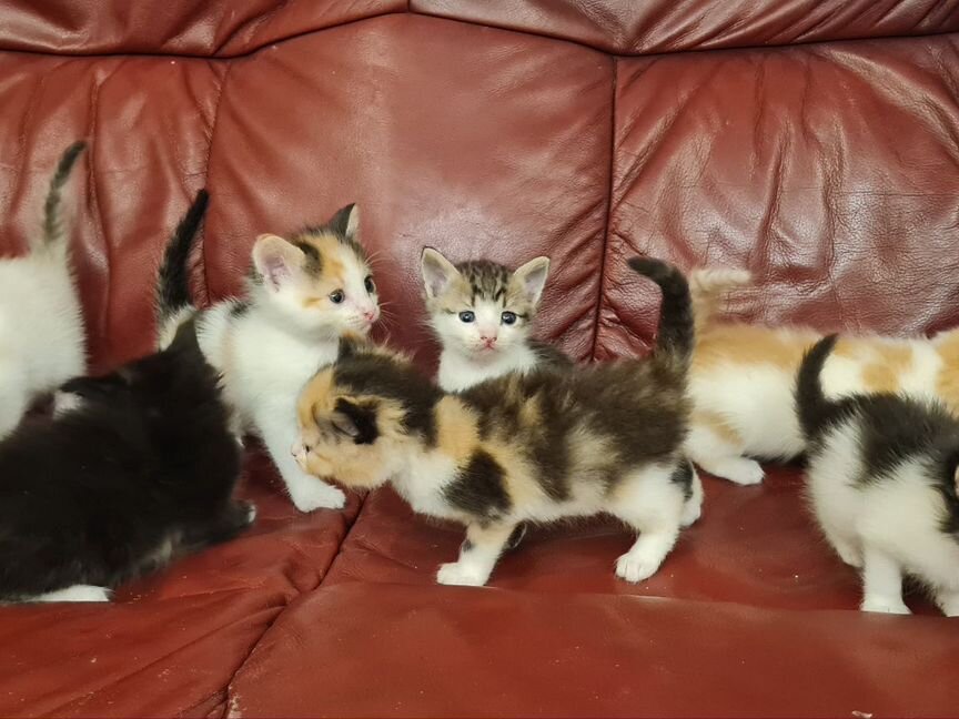 Котята в добрые руки 1 месяц