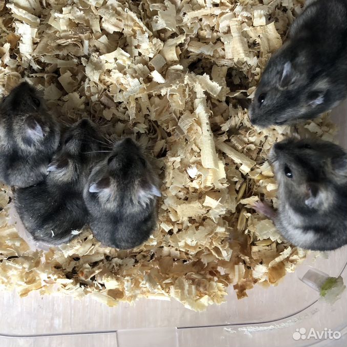 Продам хомяков джунгариков