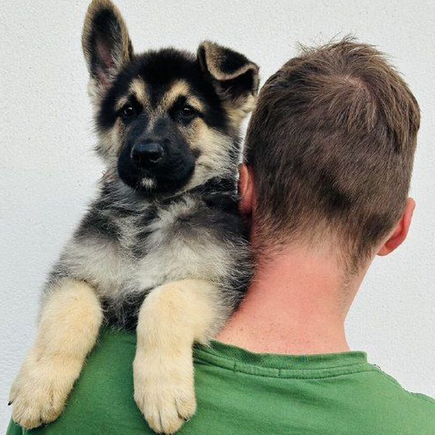 Восточноевропейская овчарка, щенок