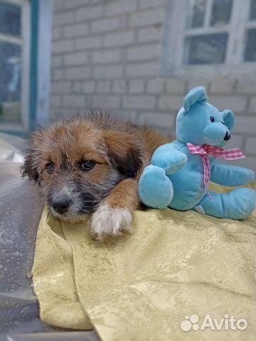 Щенок от мелкой собачки