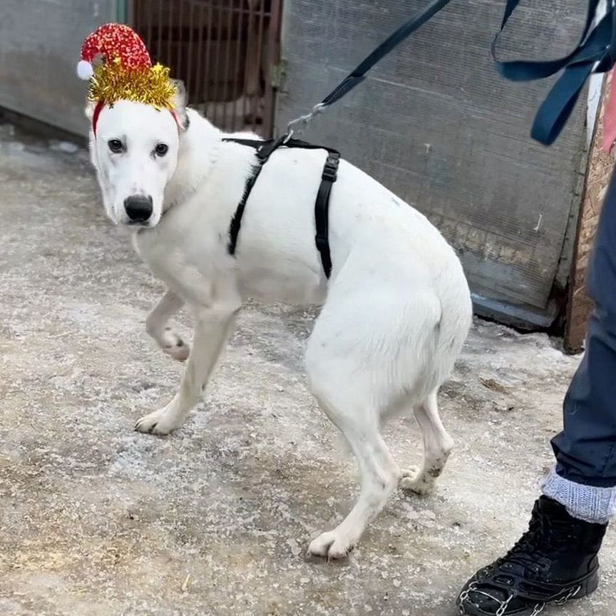 Очень красивый собачий ребенок ищет родителей