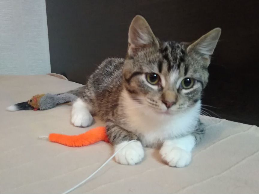 Замурованный и спасенный, котенок Радость