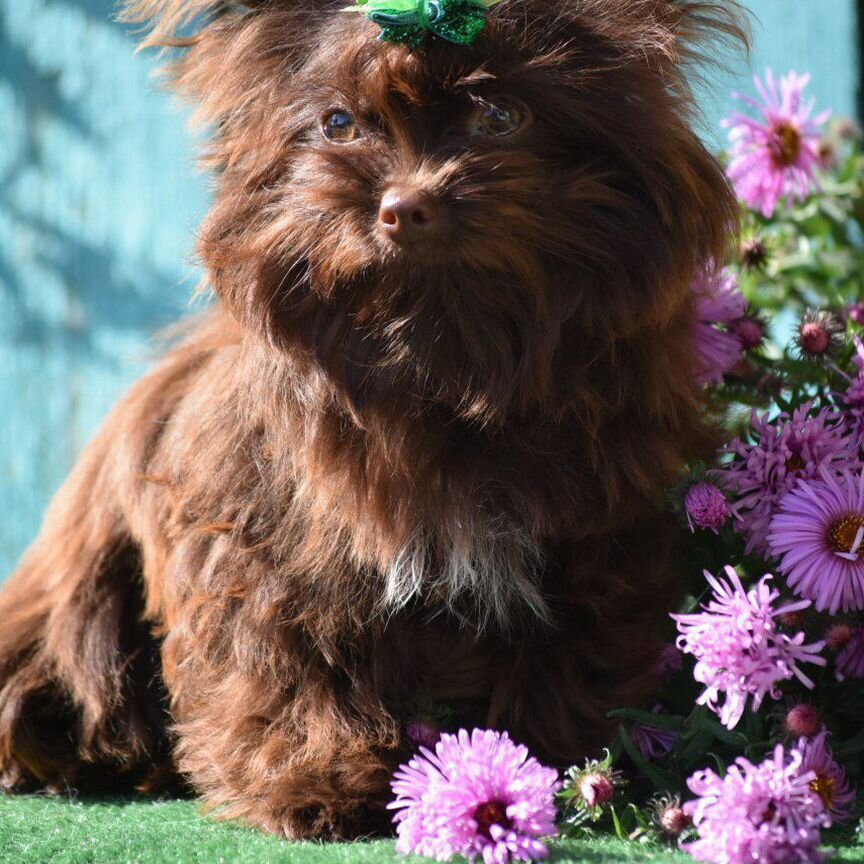 Мини девочка шоколадный йорк