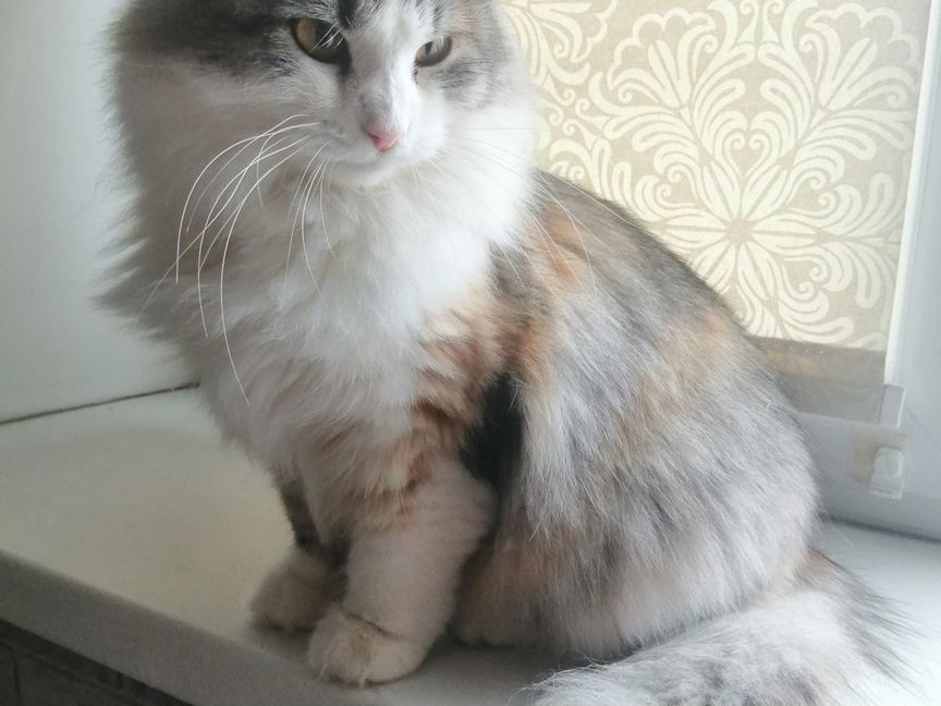 Кошка в дар бесплатно