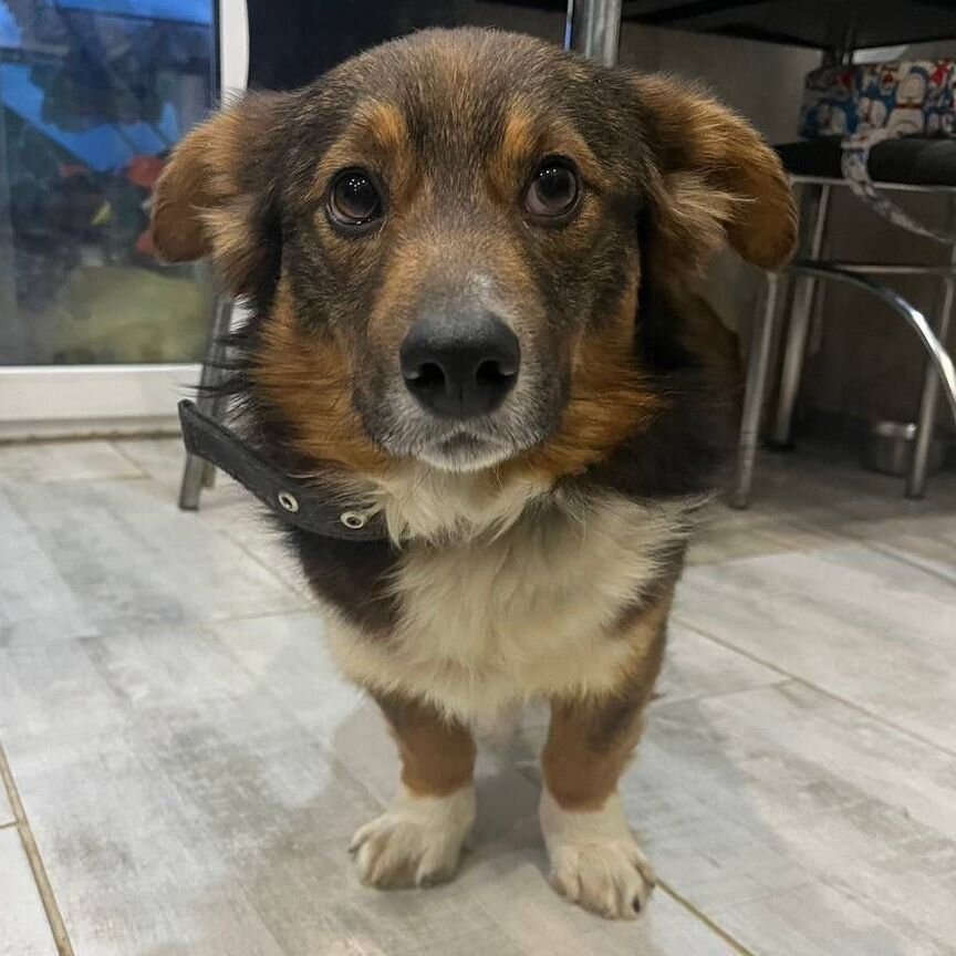 Взрослый пёс в добрые руки