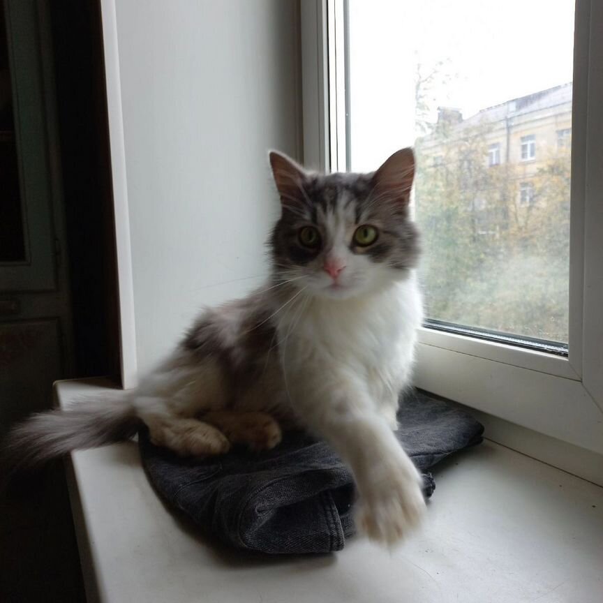 Кошки в добрые руки бесплатно