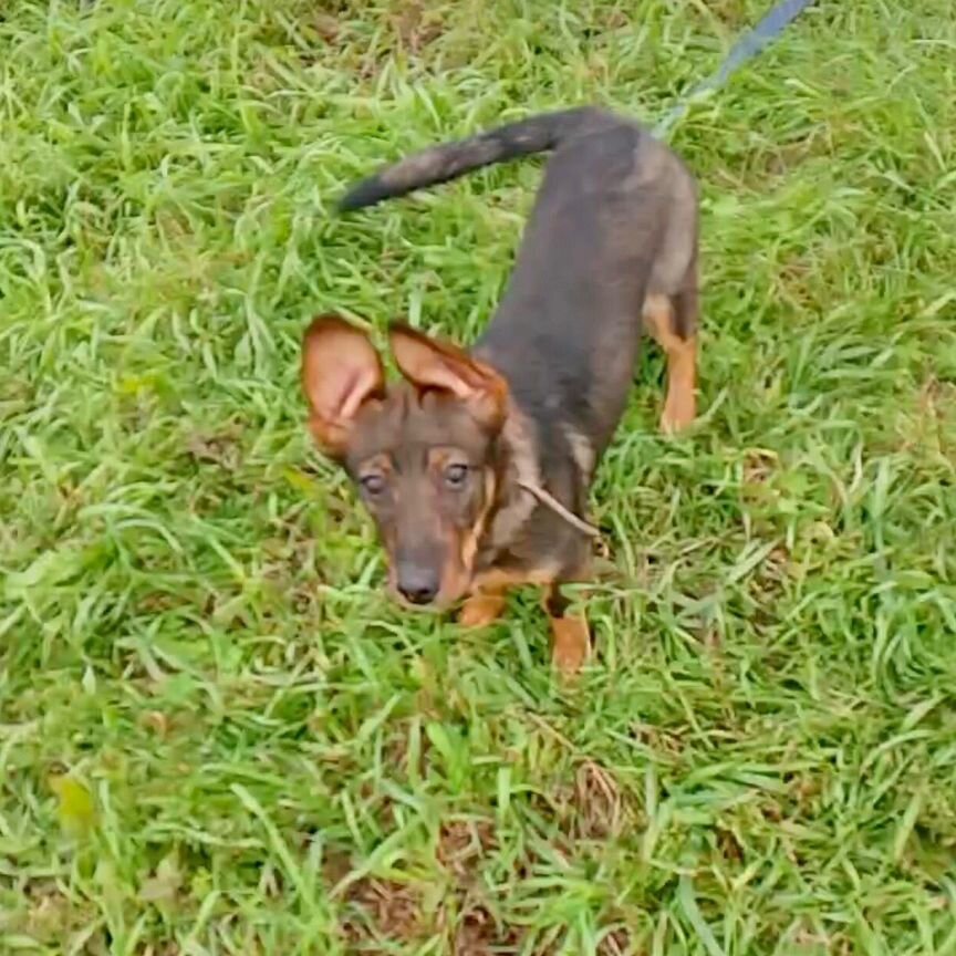 Собачка Василиса размером с таксу