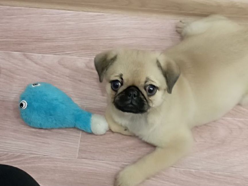 Мопс