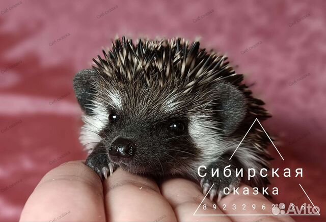 Африканский ежики, ежата. Питомник