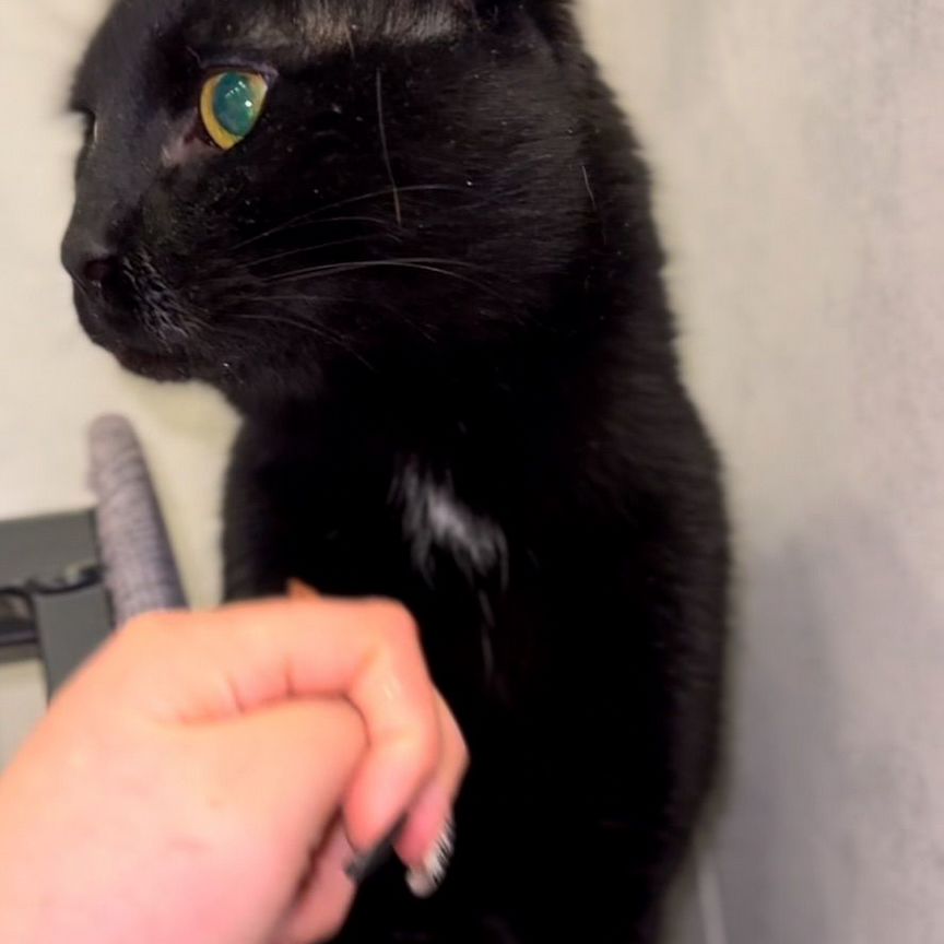 Котик в поиске дома