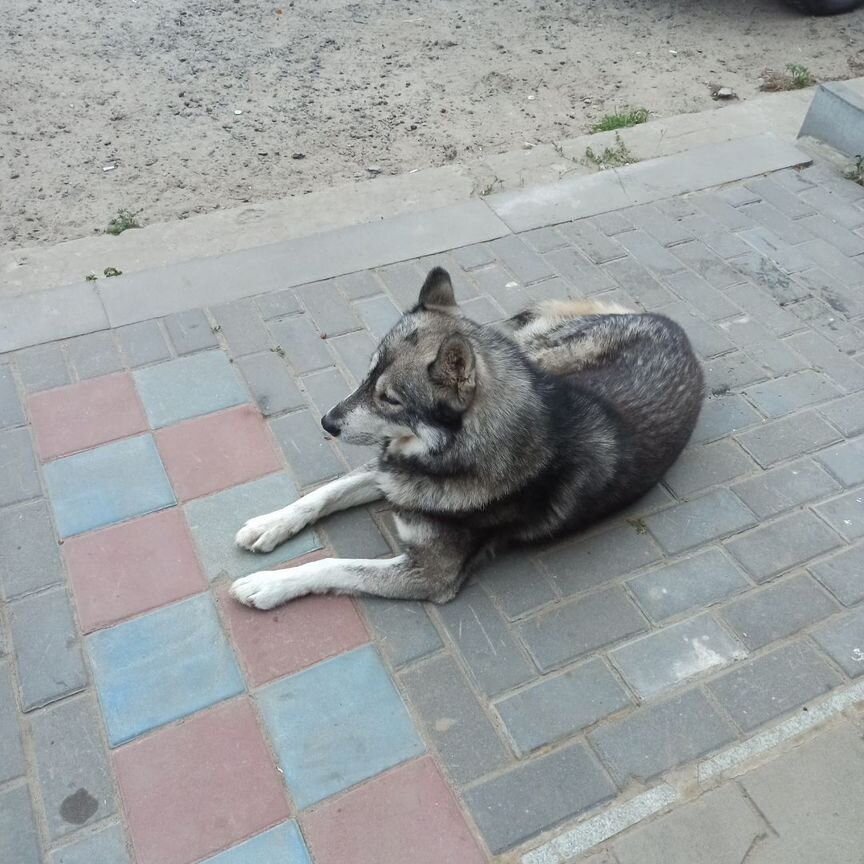 Пёс добрый умный подойдёт для охраны отдам