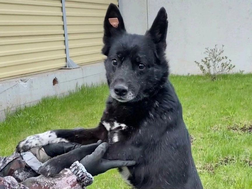 Небольшой песик Мироша хочет домой